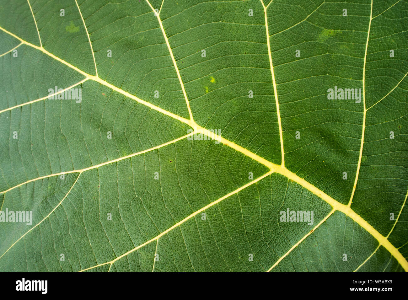 Texture of teak leaf surface Stock Photo - Alamy