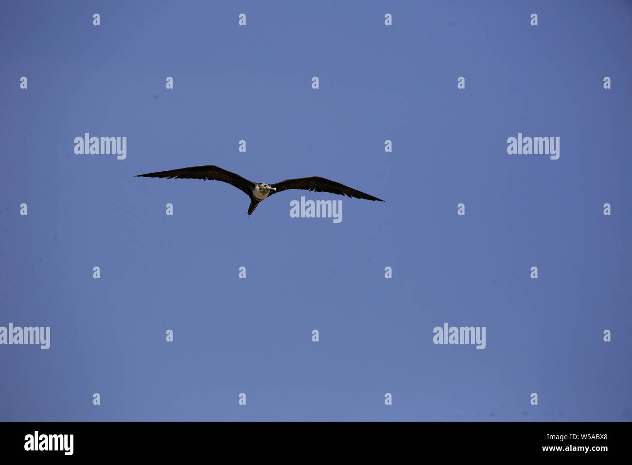 Tijereta de mar hi-res stock photography and images - Alamy