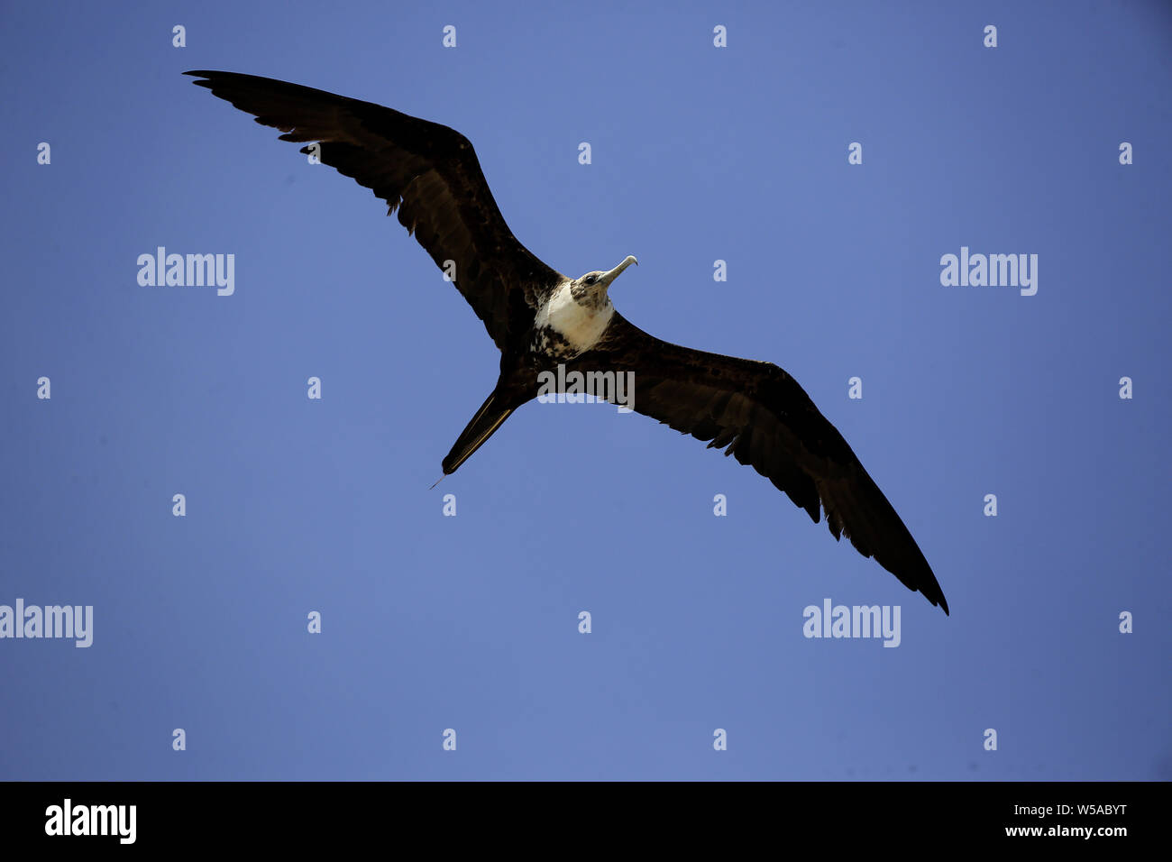 Tijereta de mar hi-res stock photography and images - Alamy