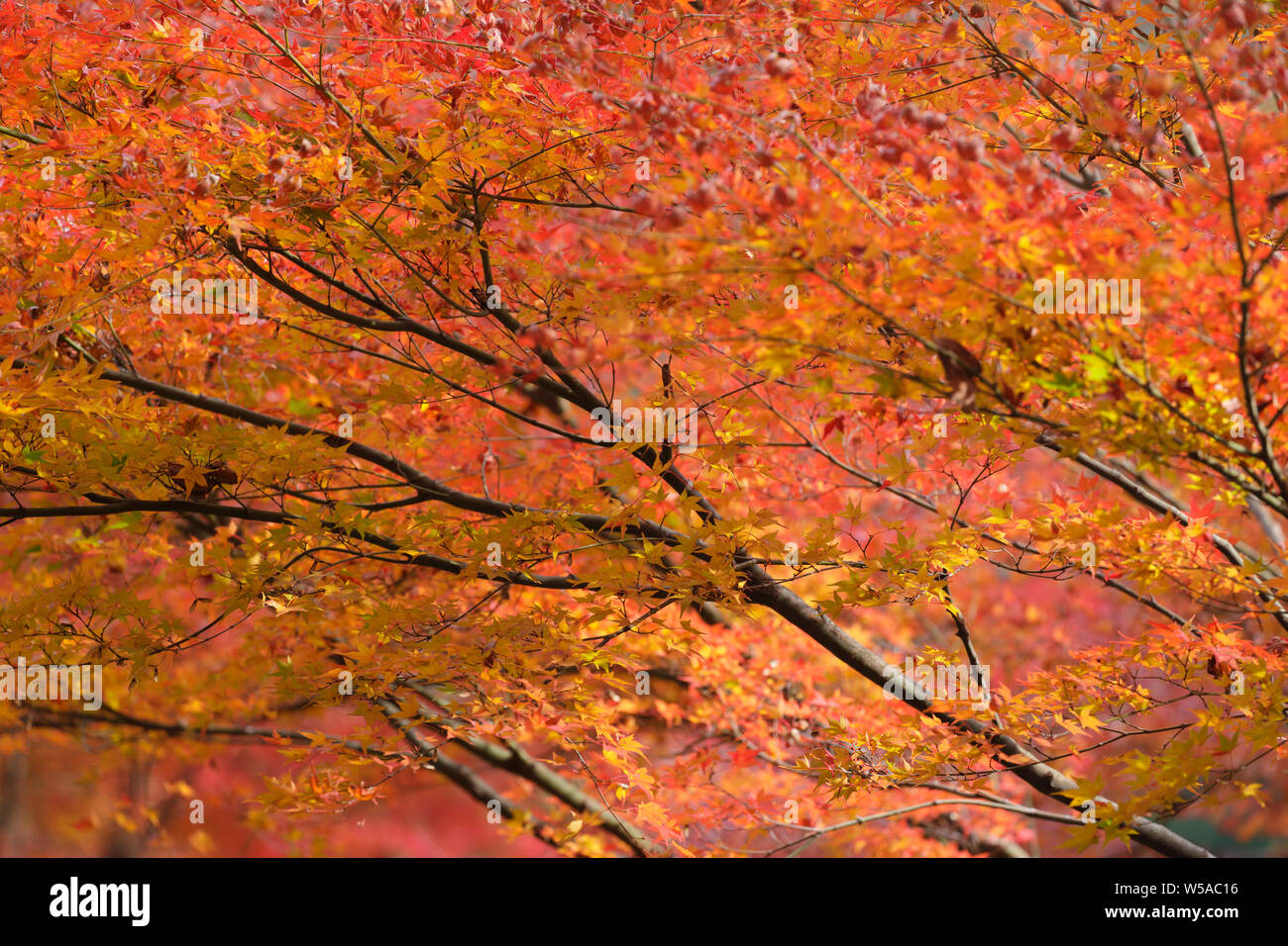 Autumn color in the temples of Kyoto, Japan Stock Photo - Alamy