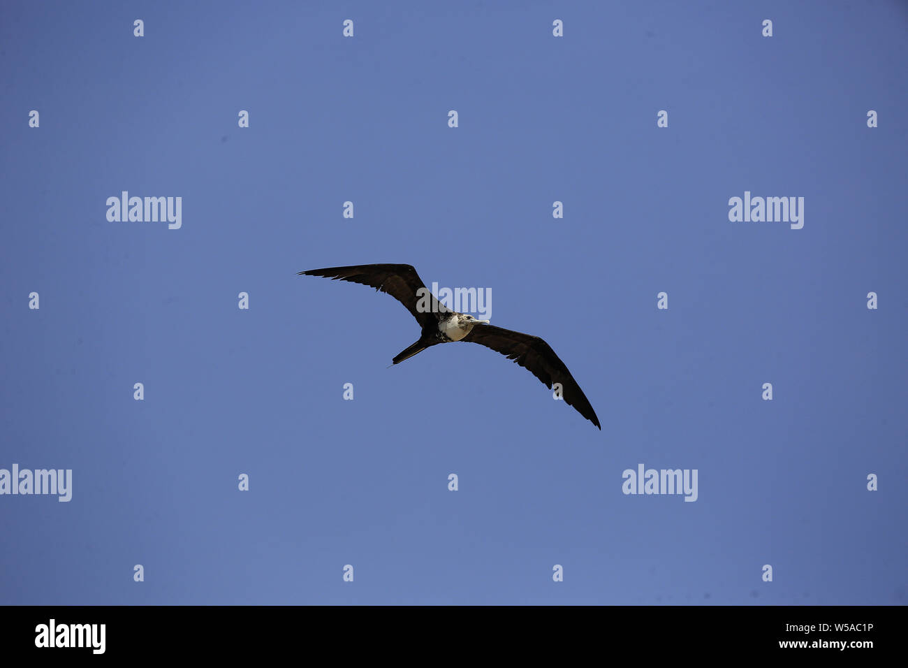 Tijereta de mar hi-res stock photography and images - Alamy
