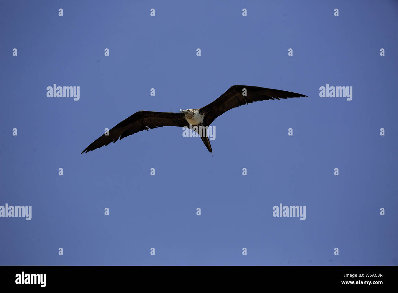 Tijereta de mar hi-res stock photography and images - Alamy
