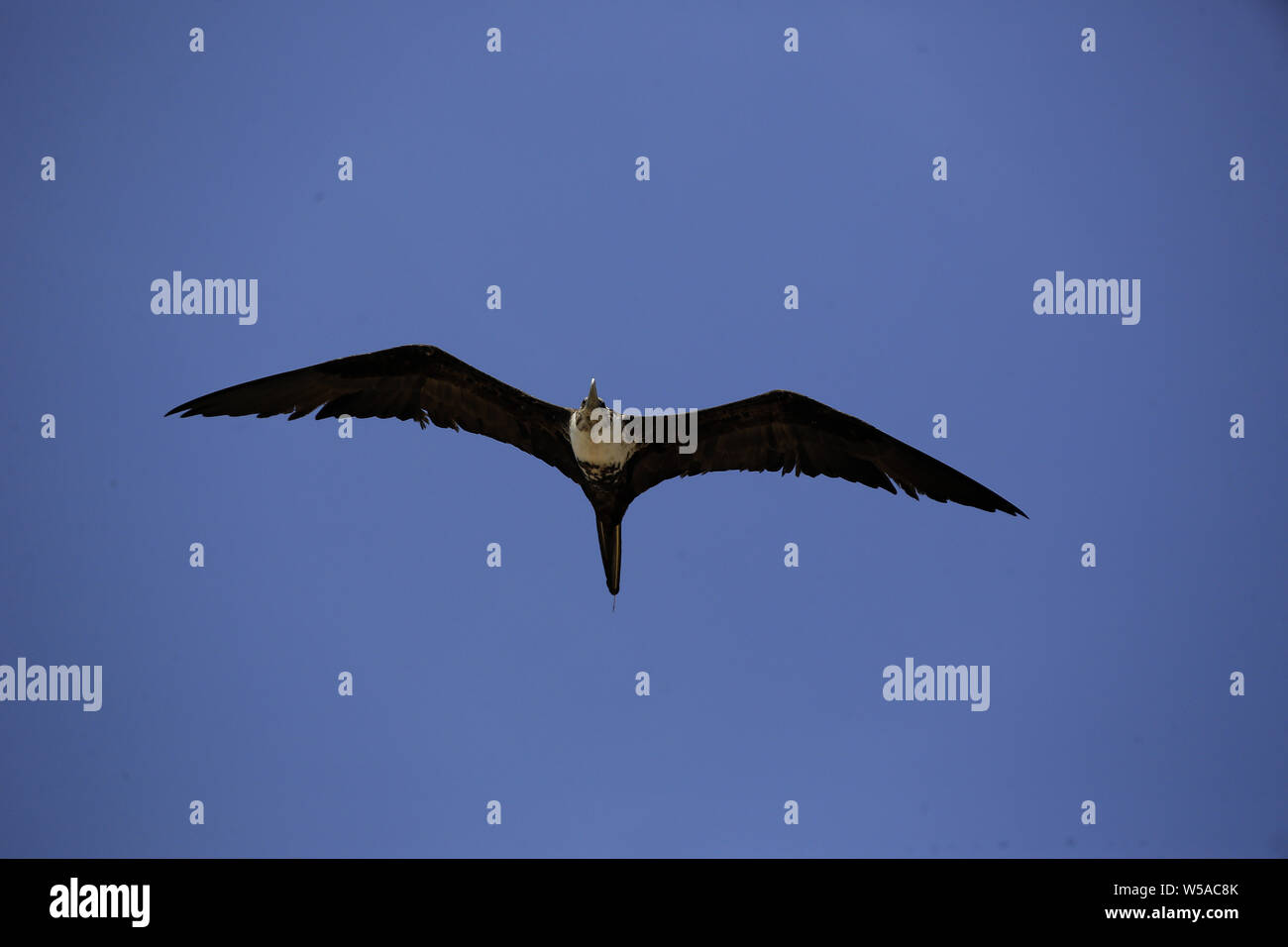 Tijereta de mar hi-res stock photography and images - Alamy