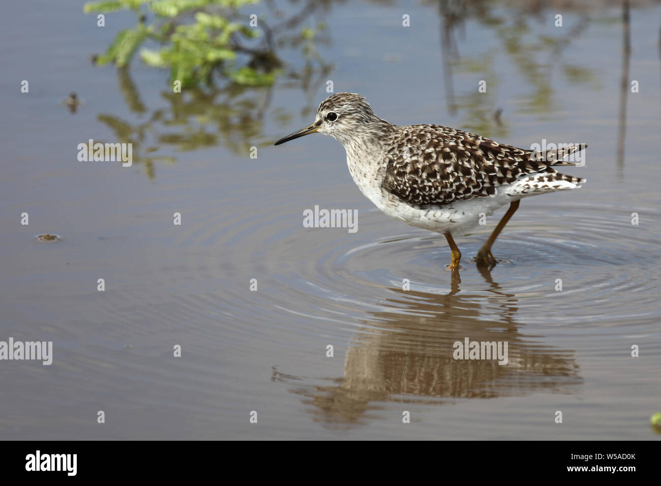 Ethiopian snipe hi-res stock photography and images - Alamy