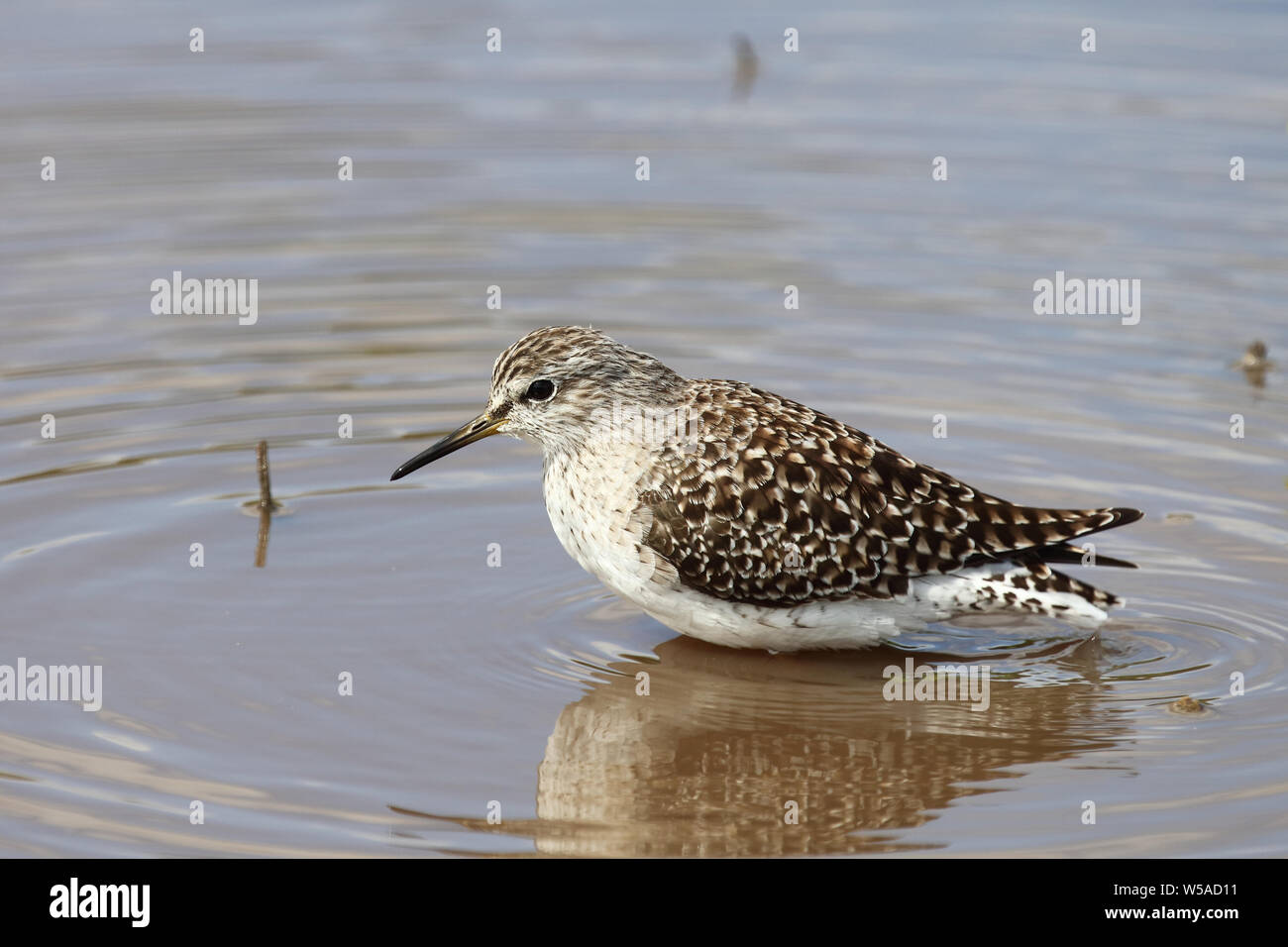 Afrikanische Schnepfe / African snipe or Ethiopian snipe / Gallinago ...