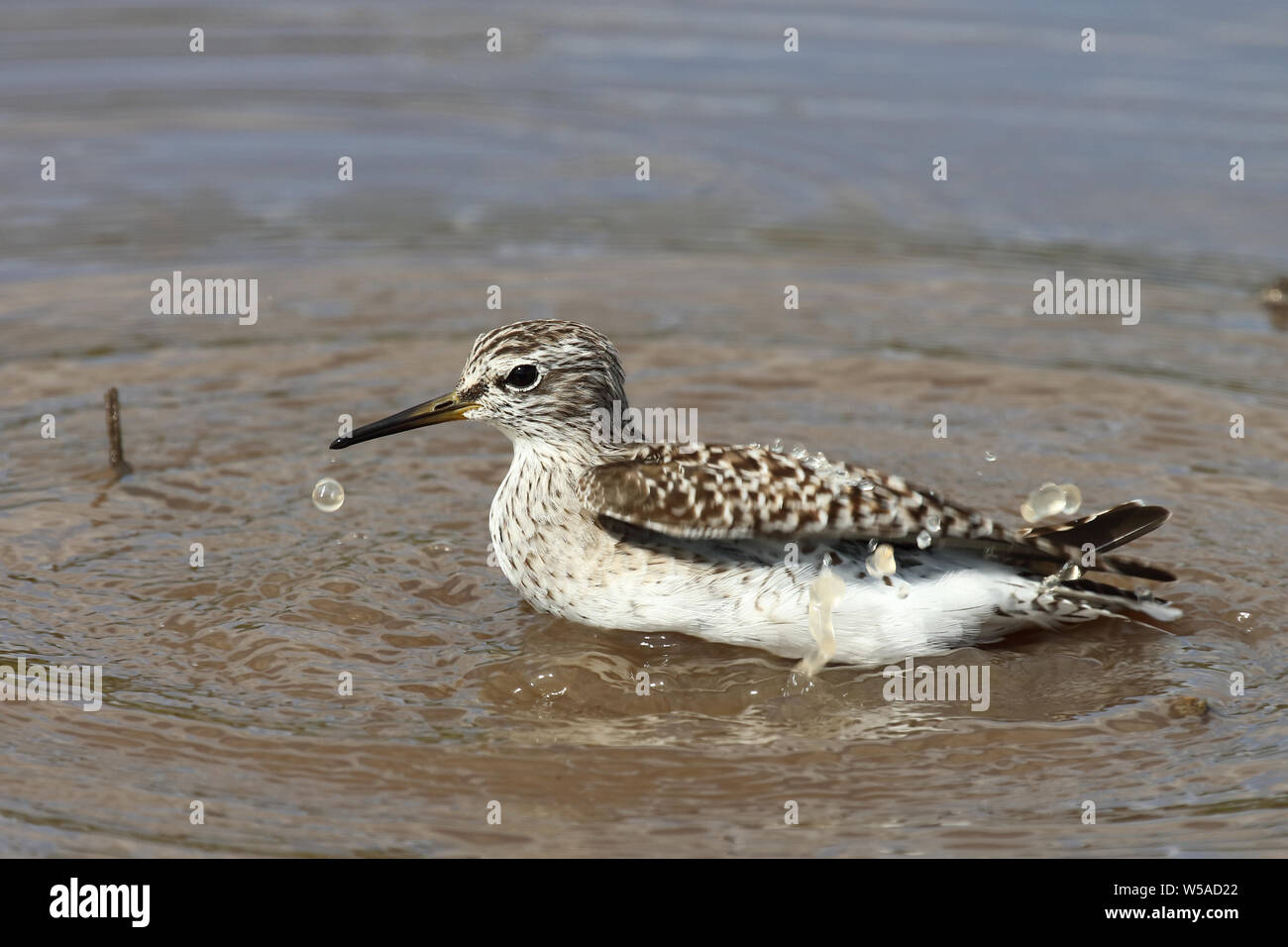 Gallinago nigripennis hi-res stock photography and images - Alamy