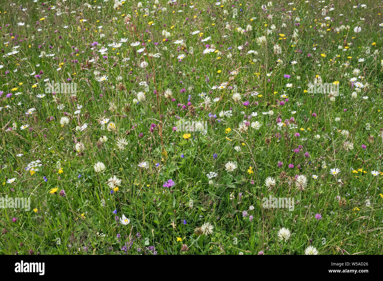 High pastures hi-res stock photography and images - Alamy