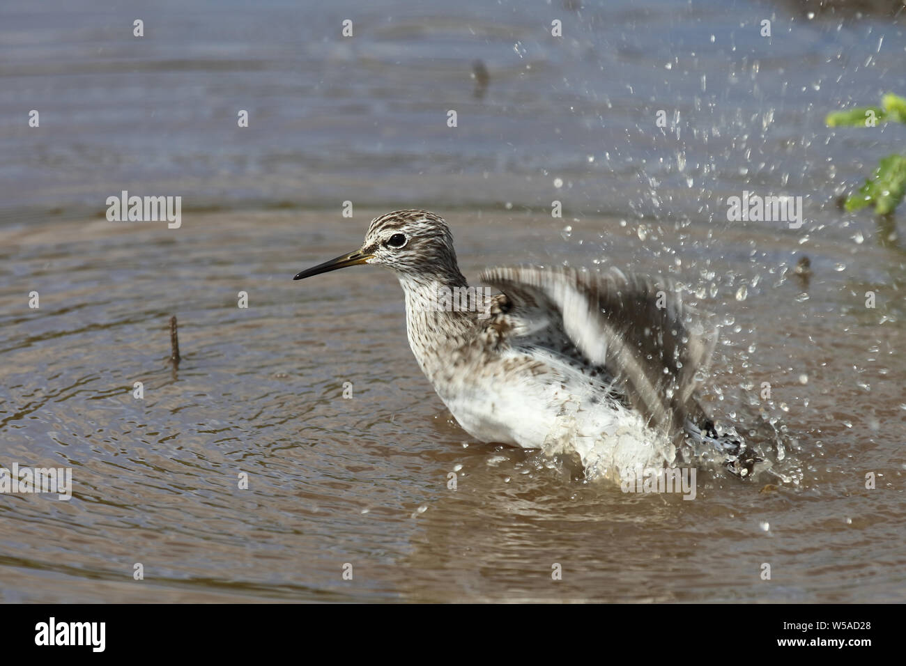 African snipes hi-res stock photography and images - Alamy