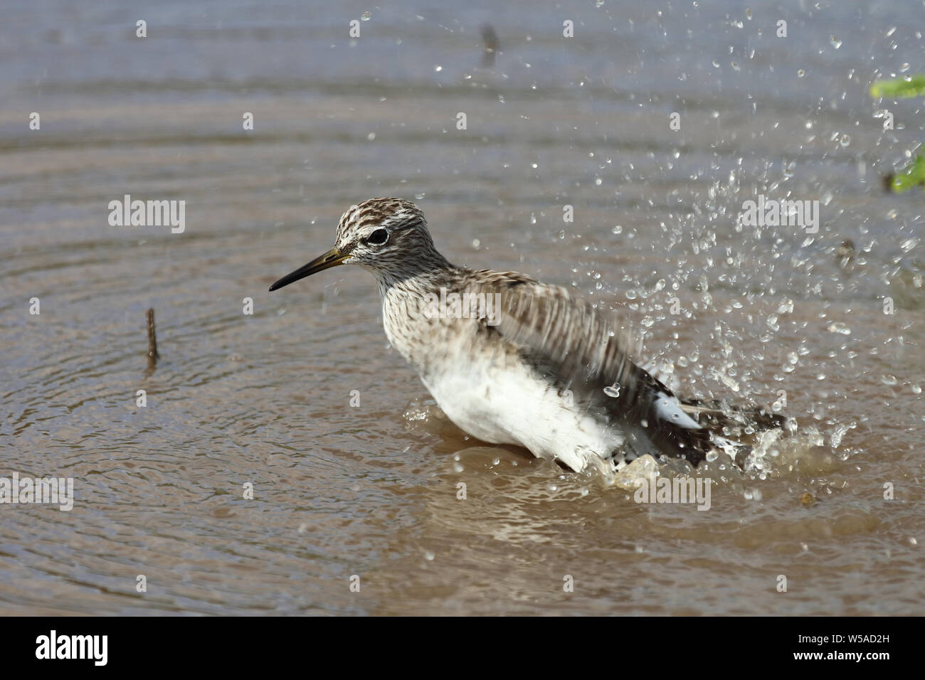 Afrikanische Schnepfe / African snipe or Ethiopian snipe / Gallinago ...