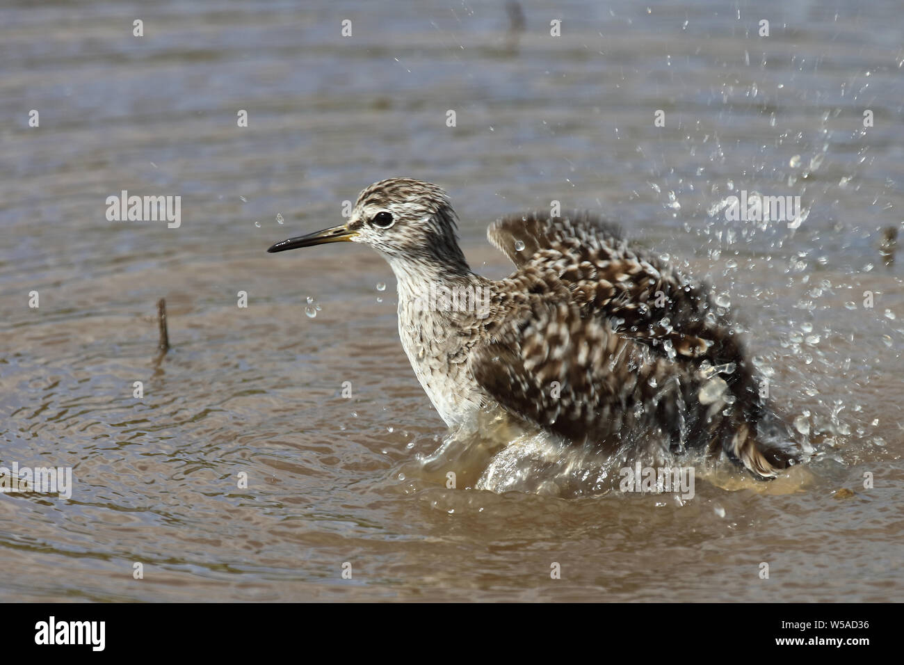 Afrikanische Schnepfe / African snipe or Ethiopian snipe / Gallinago ...