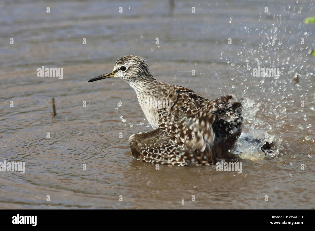 African snipes hi-res stock photography and images - Alamy