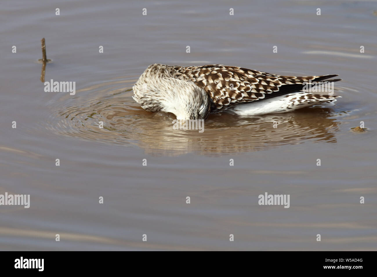 Ethiopian snipe hi-res stock photography and images - Alamy