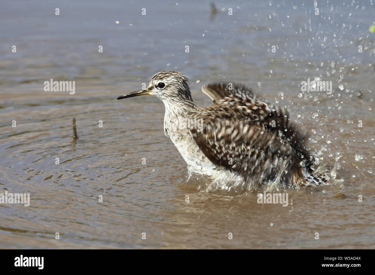 African snipes hi-res stock photography and images - Alamy