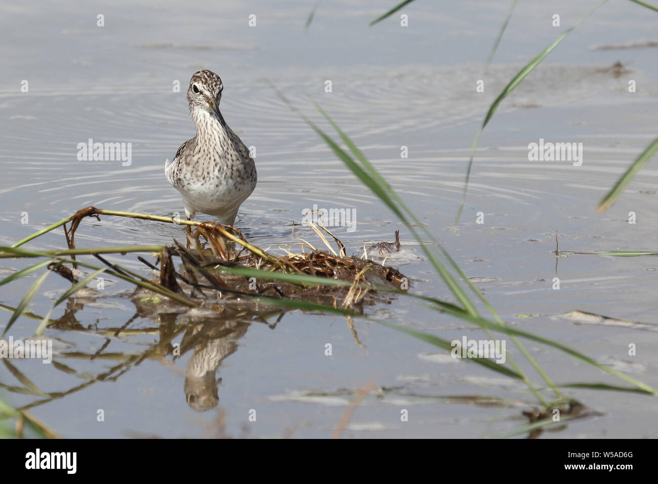 Afrikanische Schnepfe / African snipe or Ethiopian snipe / Gallinago ...