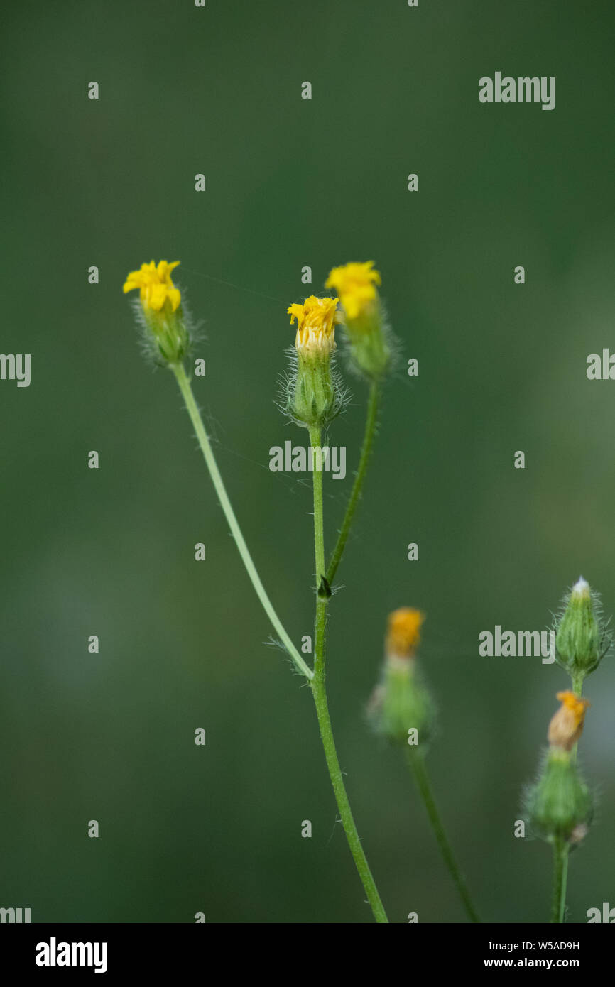 Silueta de leon hi-res stock photography and images - Alamy