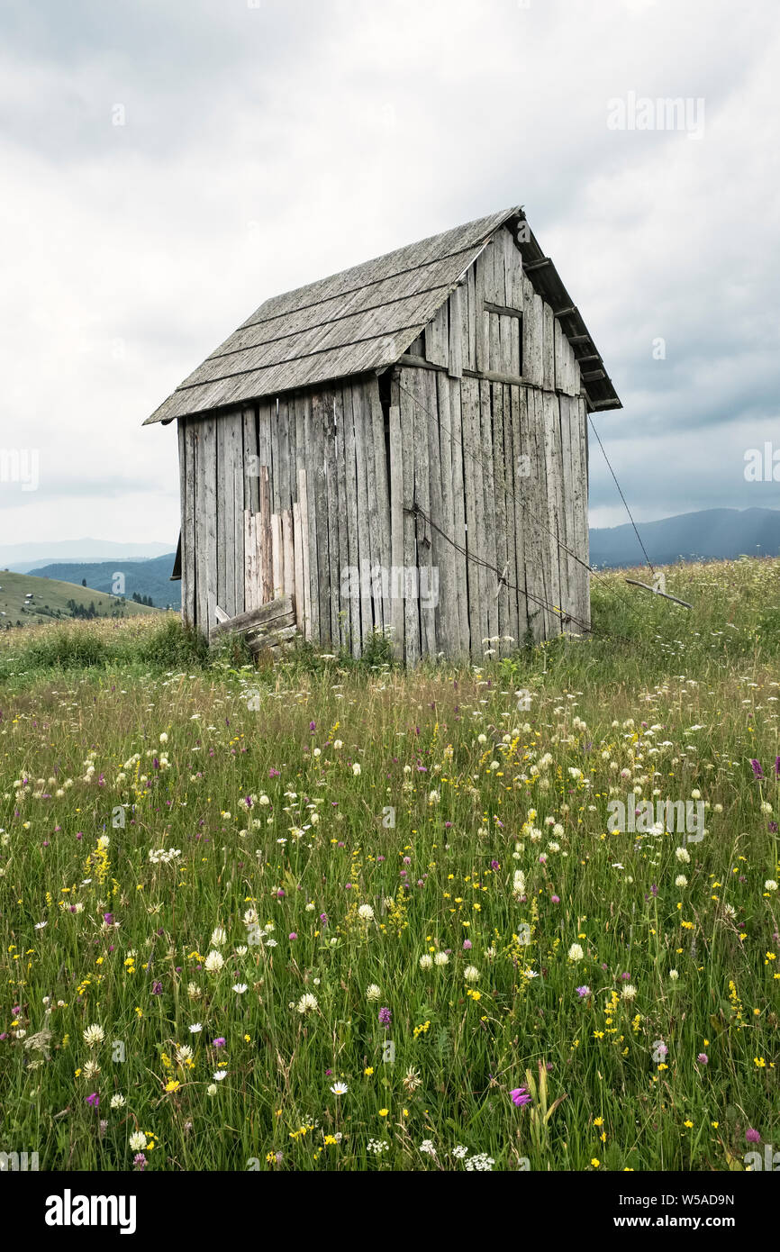 Romania wild hi-res stock photography and images - Alamy
