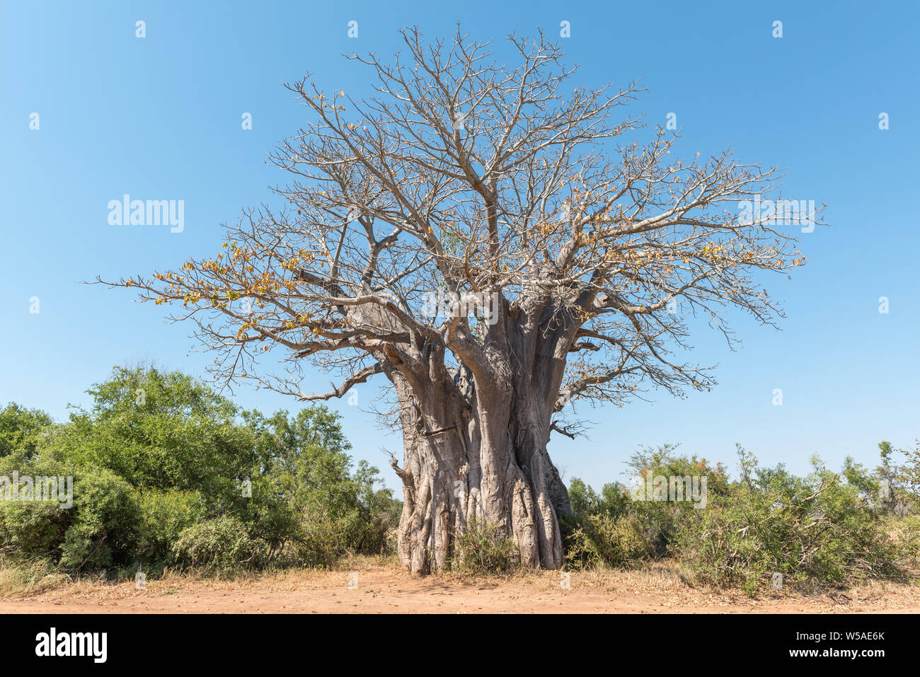 A baobab tree, Adansonia digitata, also called upside-down tree Stock ...