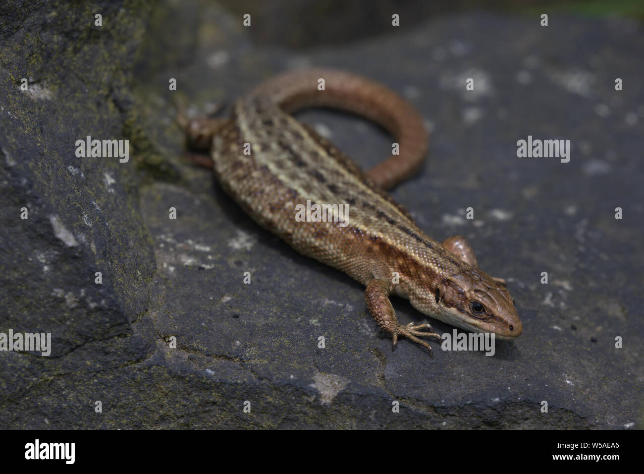 British reptile hi-res stock photography and images - Alamy
