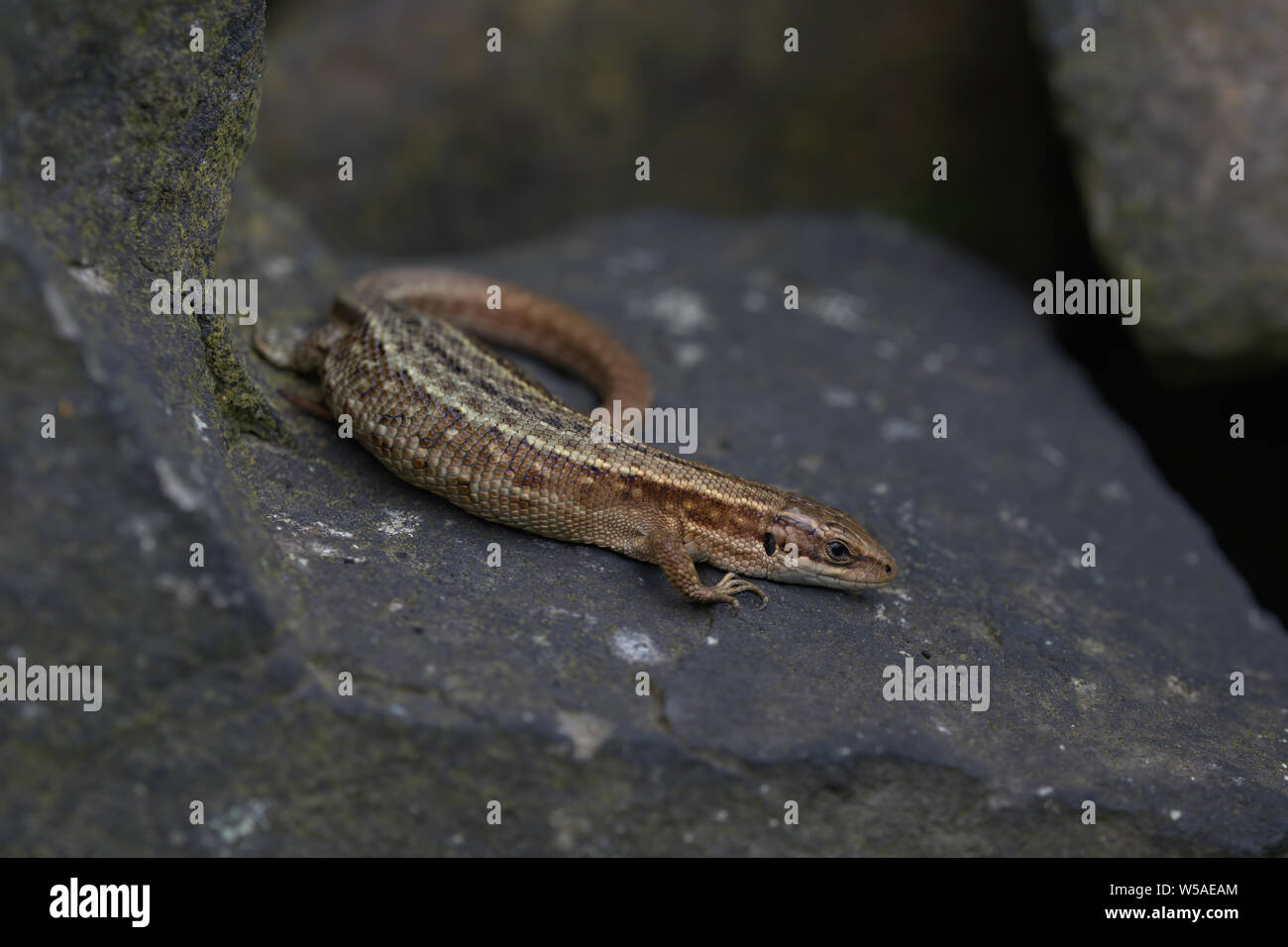 British reptile hi-res stock photography and images - Alamy