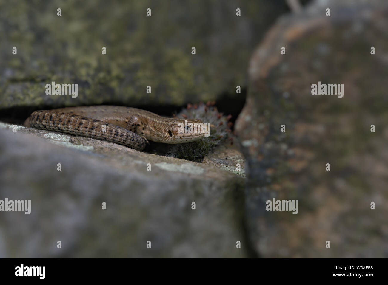 Native british lizard hi-res stock photography and images - Alamy