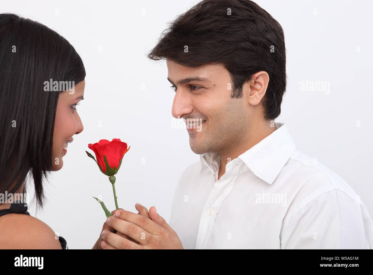 Single indian rose hi-res stock photography and images - Alamy