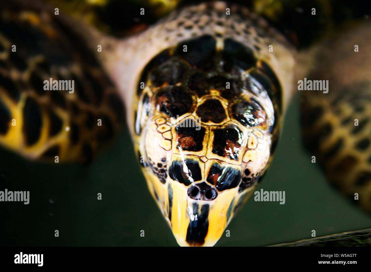 Skin of a turtle hi-res stock photography and images - Alamy
