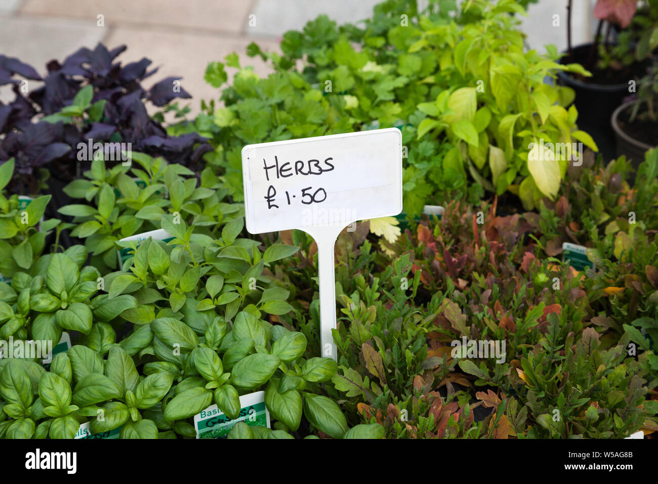 Herbs on market stall at farmers' market, Helensburgh, Argyll, Scotland ...