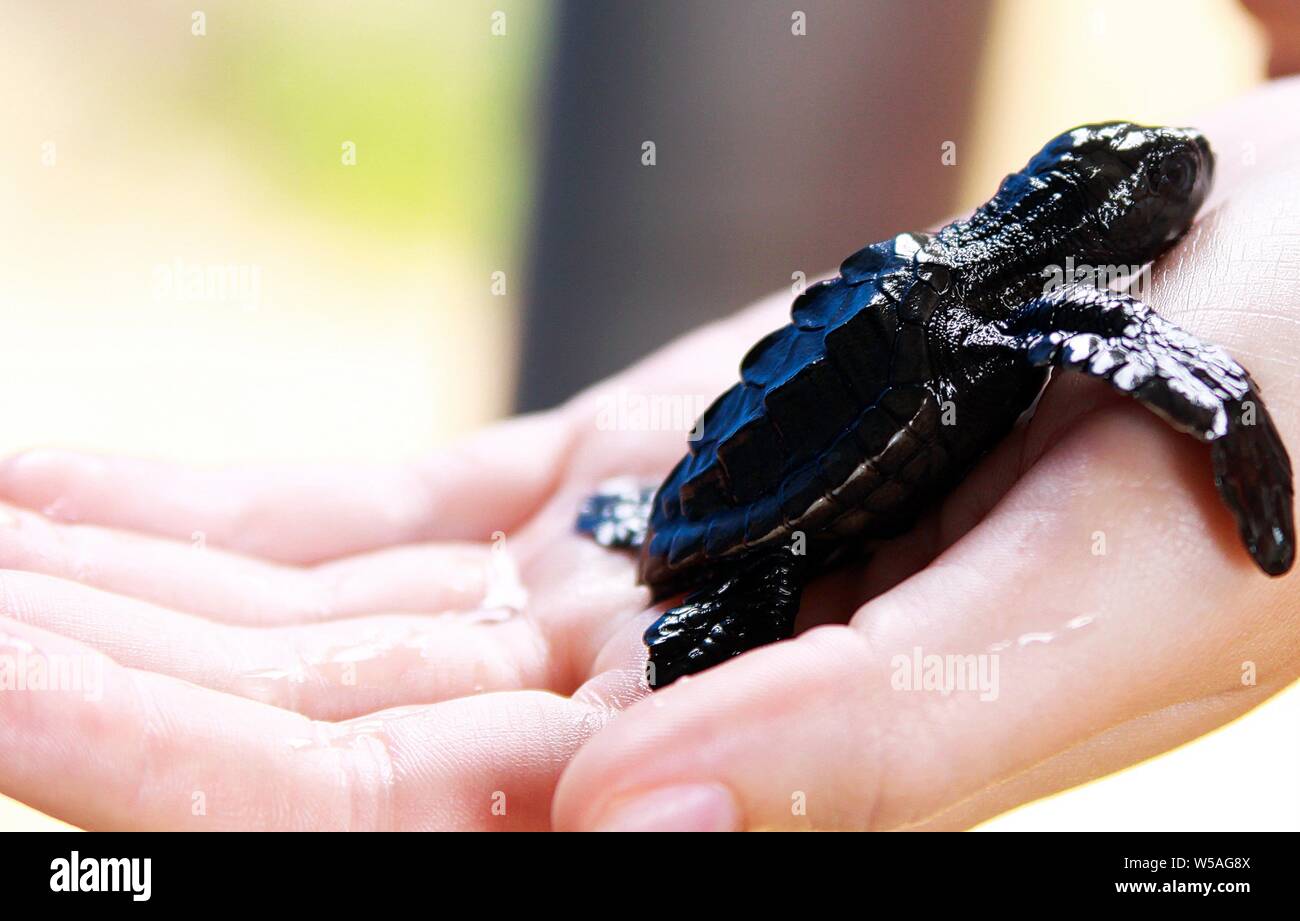 Baby sea turtle face hi-res stock photography and images - Alamy