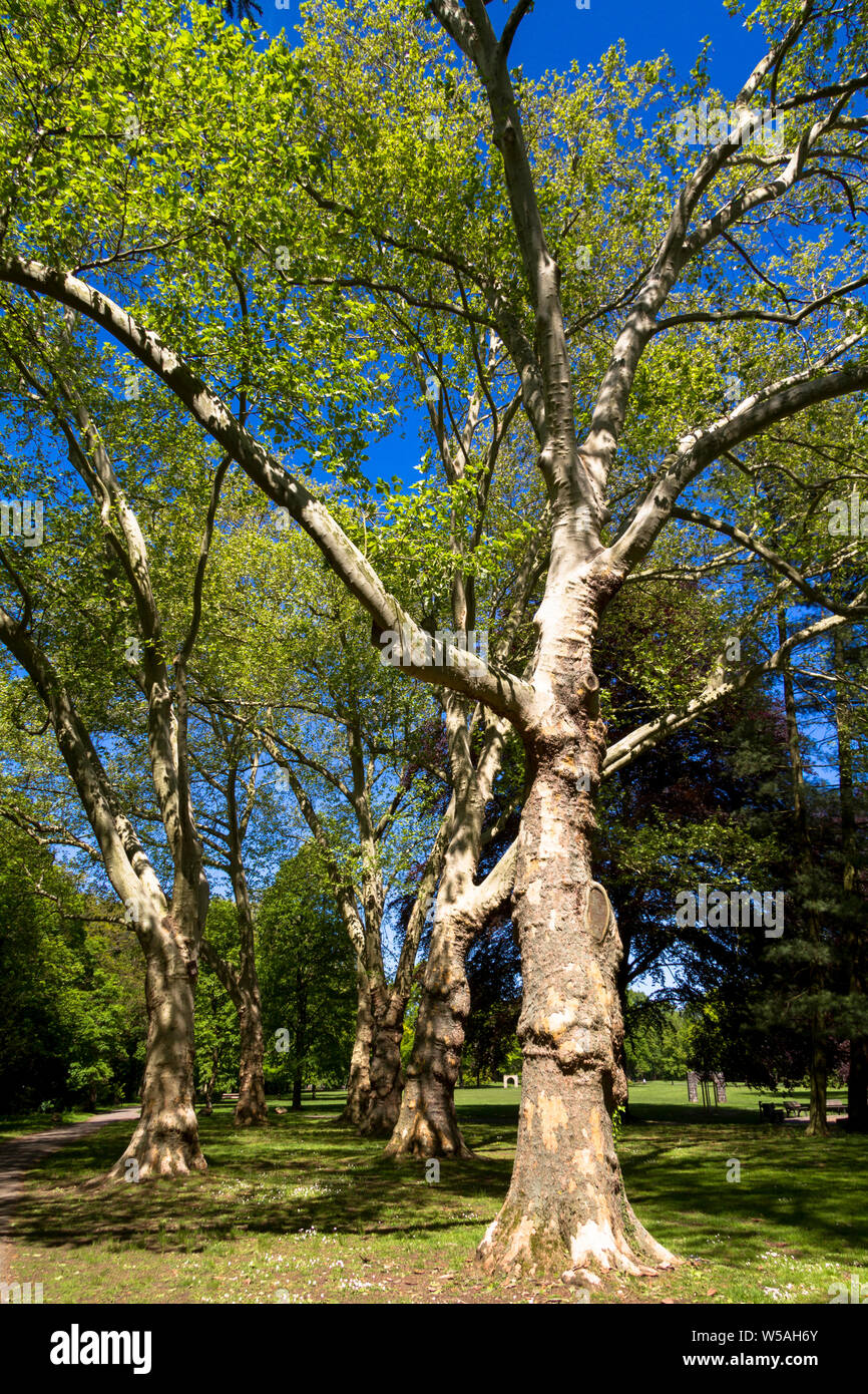 Plane trees hi-res stock photography and images - Alamy
