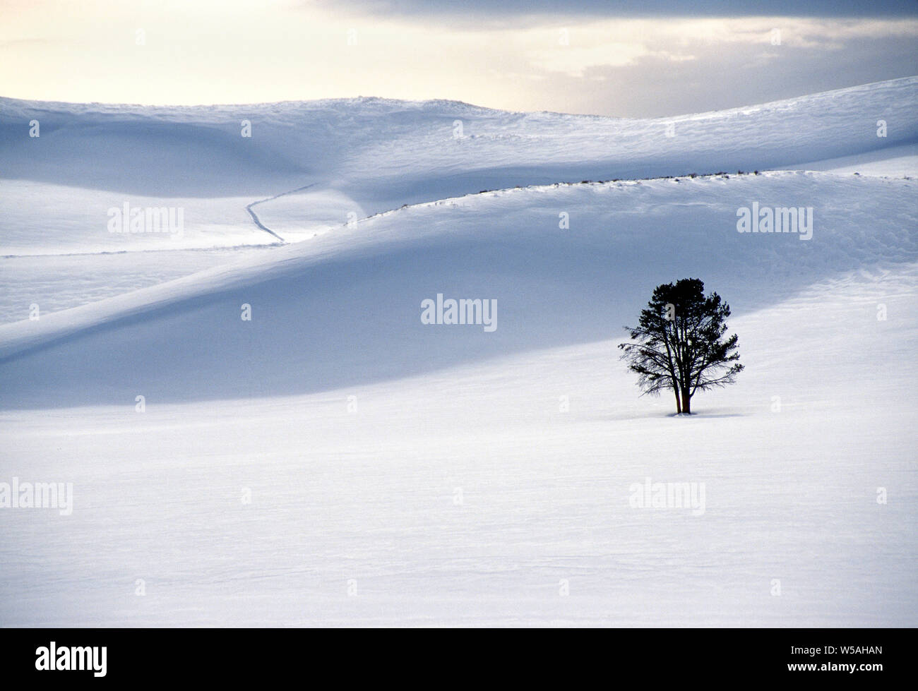 Lone tree evergreen pine tree snow hi-res stock photography and images ...