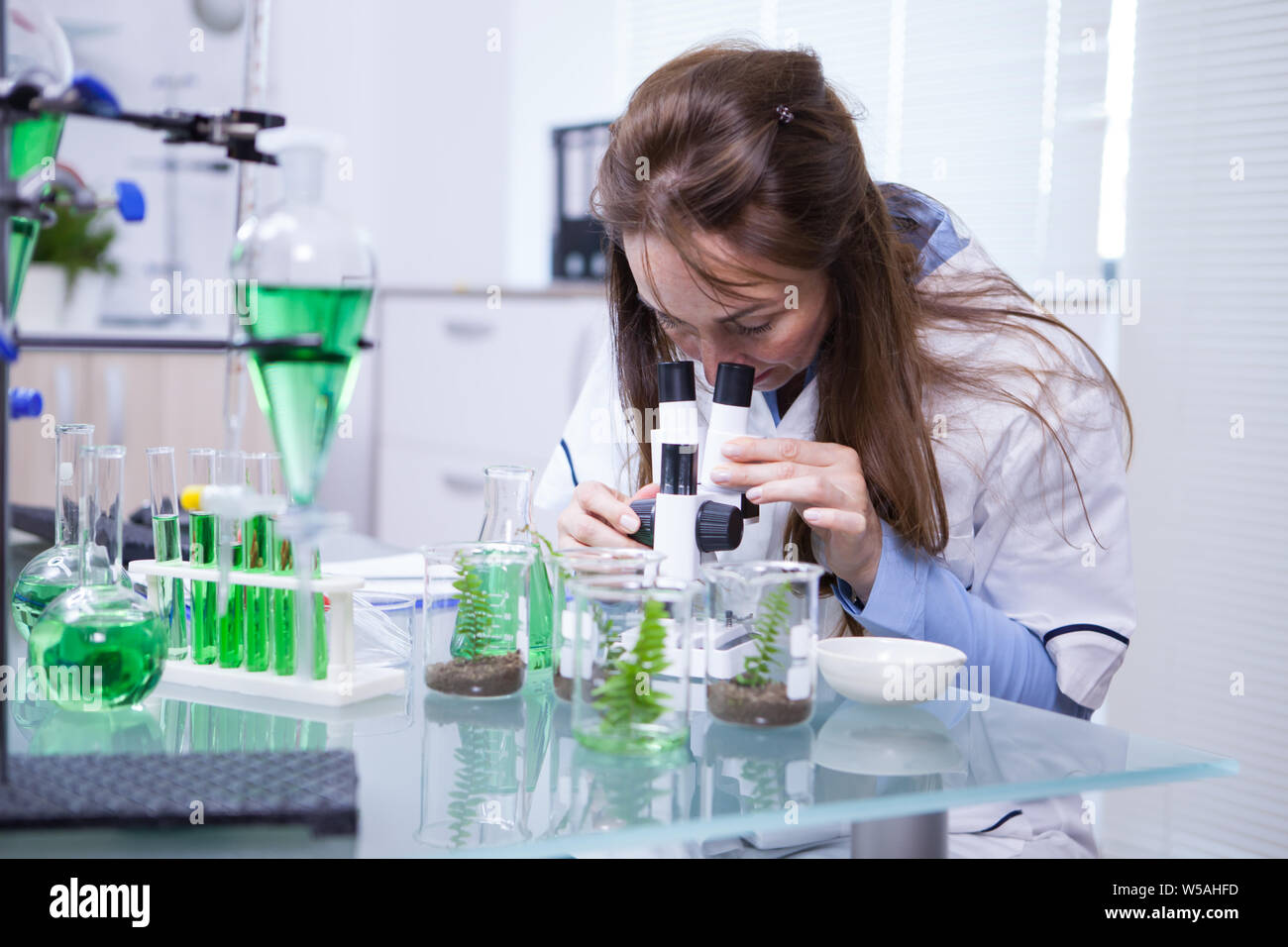Female scientist adjusting her microscope in a biotechnology lab ...