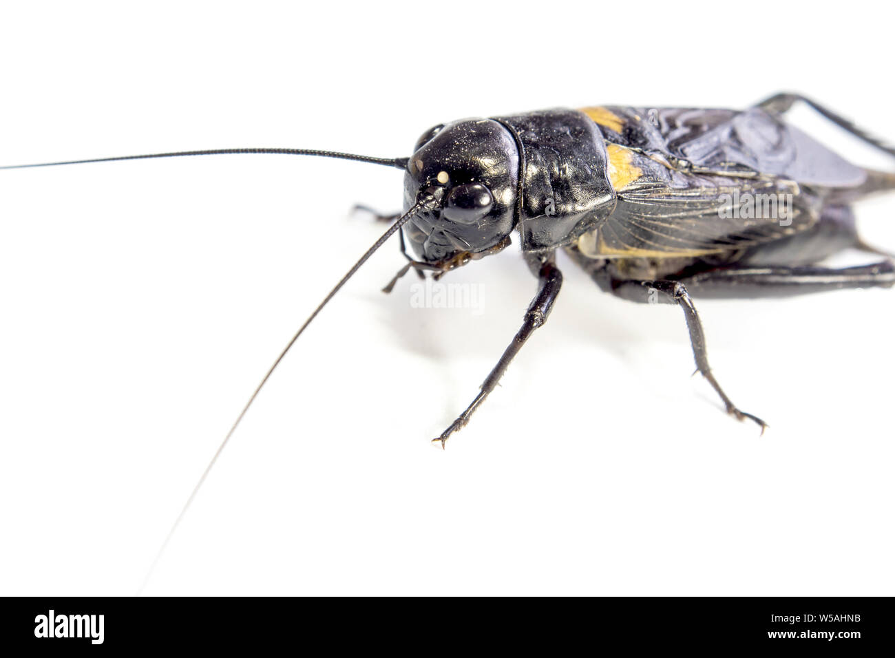 Common black cricket , isolated insect on white background Stock Photo ...