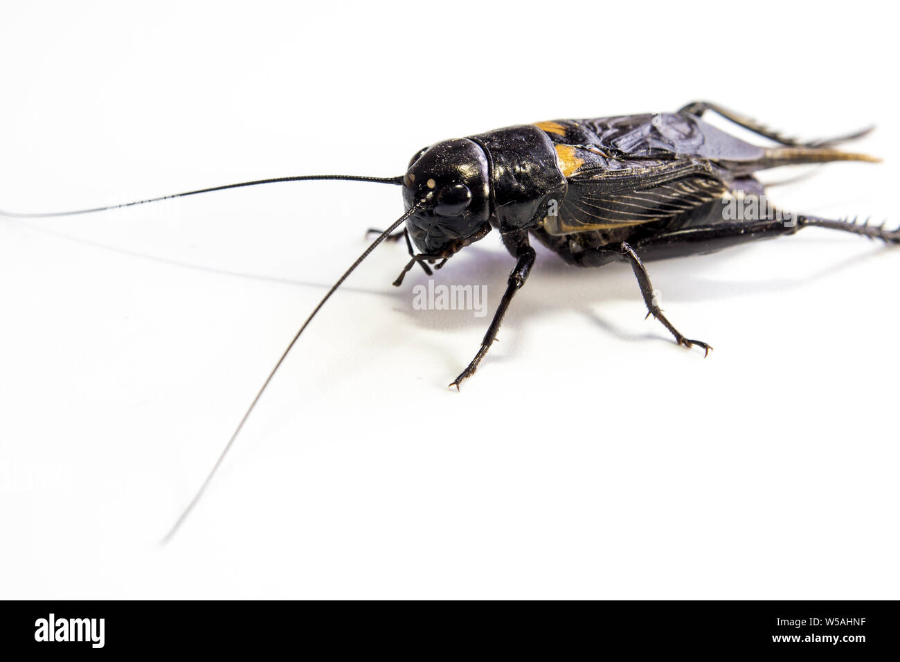 Common black cricket Gryllus bimaculatus degeer, isolated insect on ...