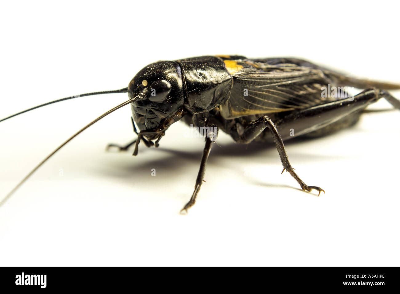Common black cricket , isolated insect on white background Stock Photo ...