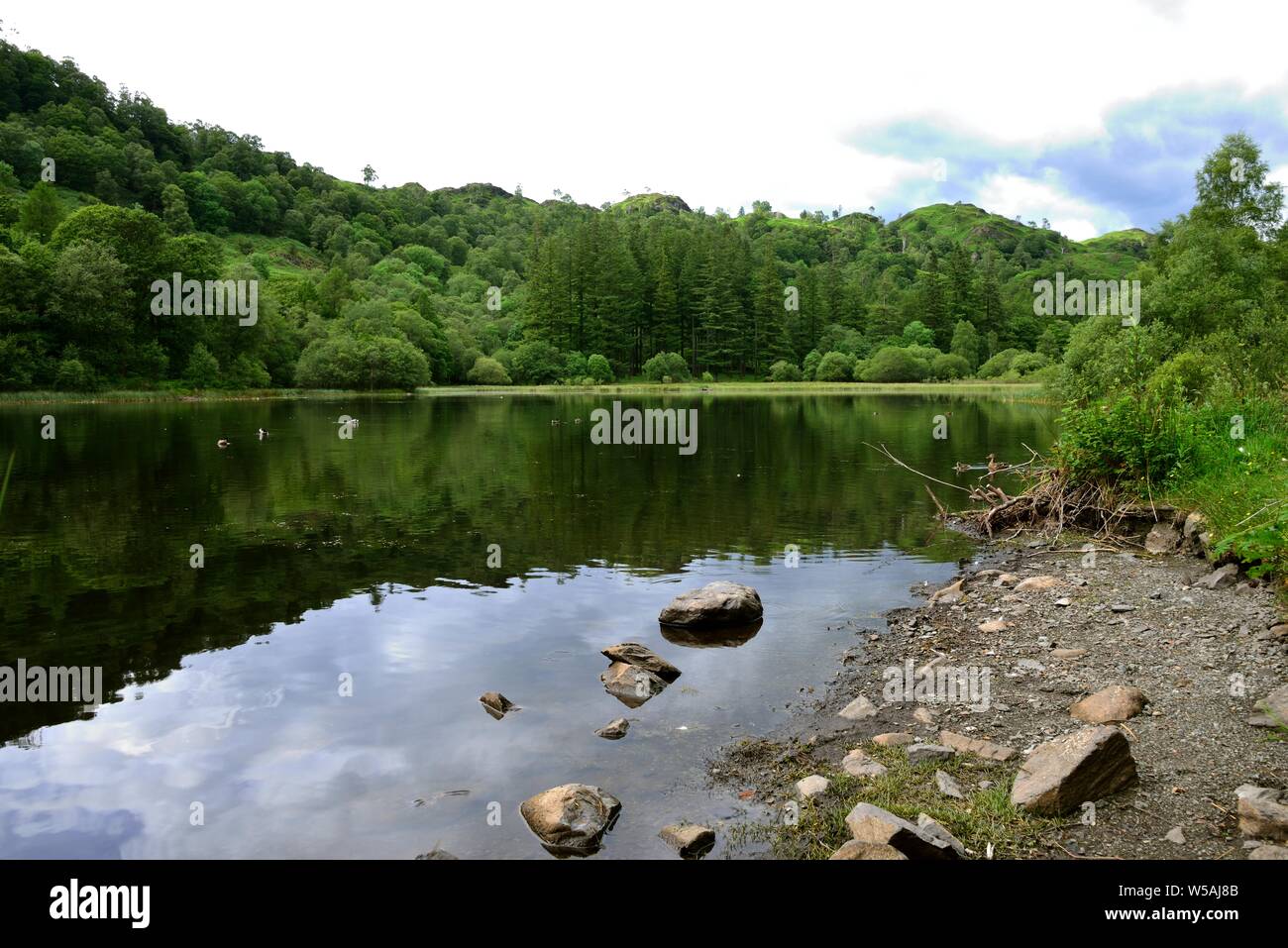 Yew tree tarn hi-res stock photography and images - Alamy