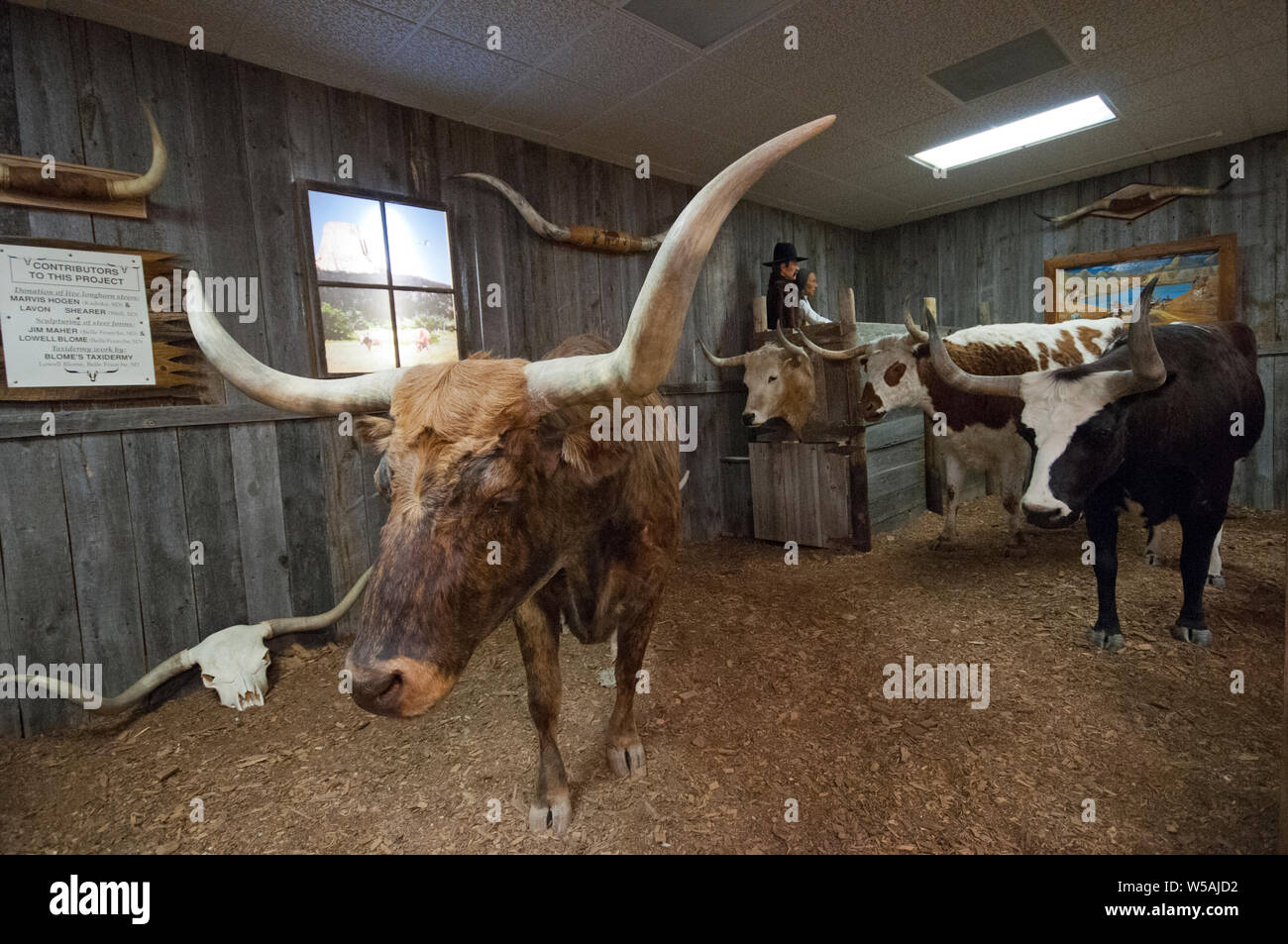Western Heritage Cattle