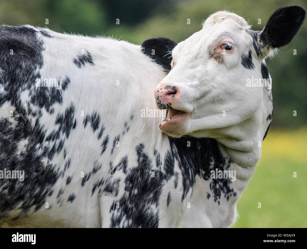 A close up photo of a black and white cow Stock Photo - Alamy