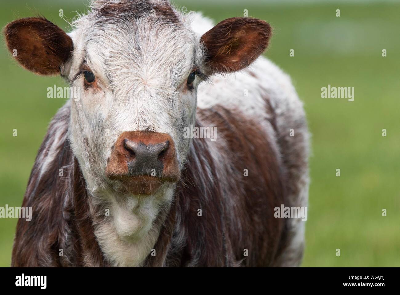 A close up photo of a Longhorn Cow Stock Photo - Alamy