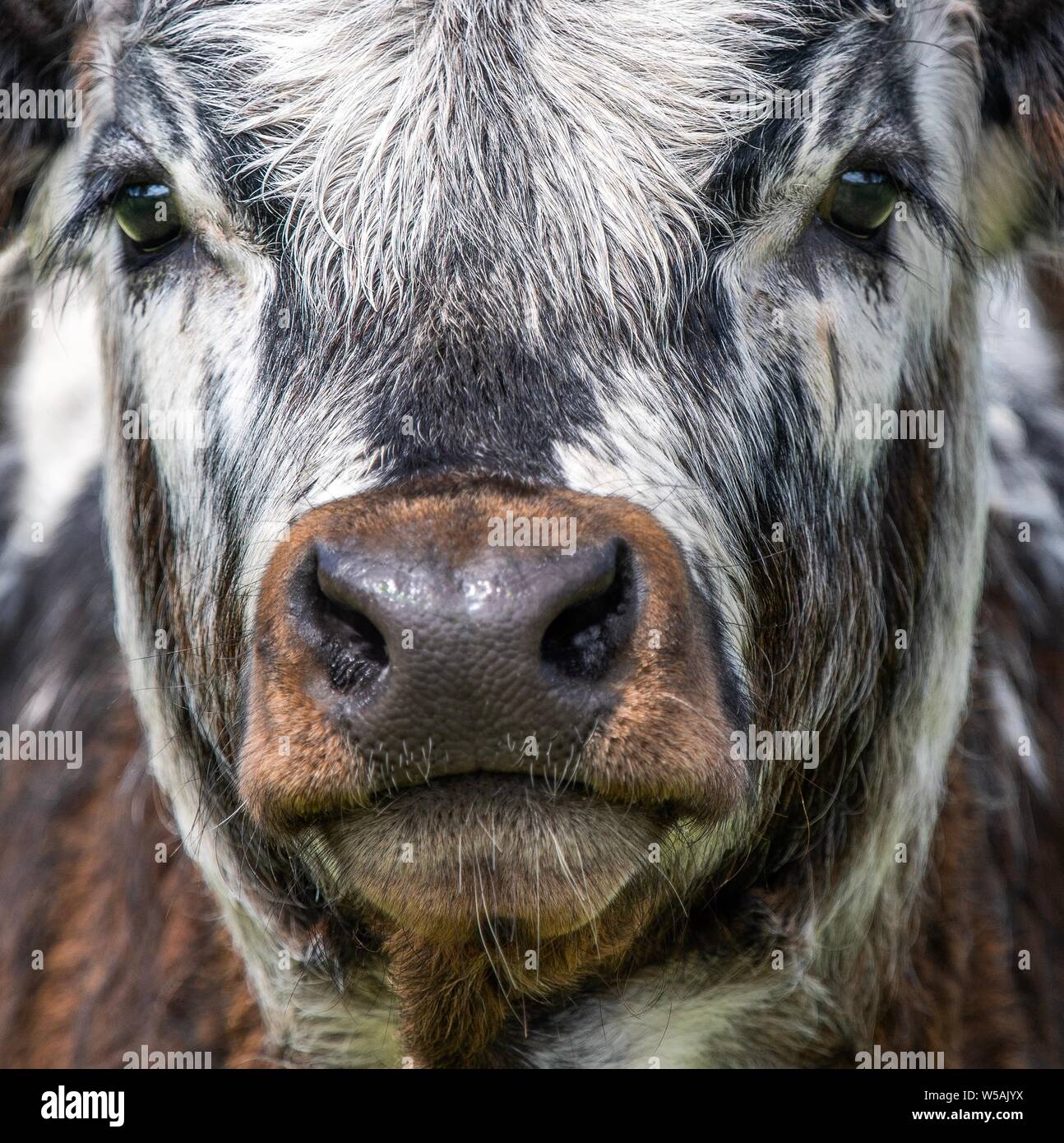 Cow horn texture hi-res stock photography and images - Alamy