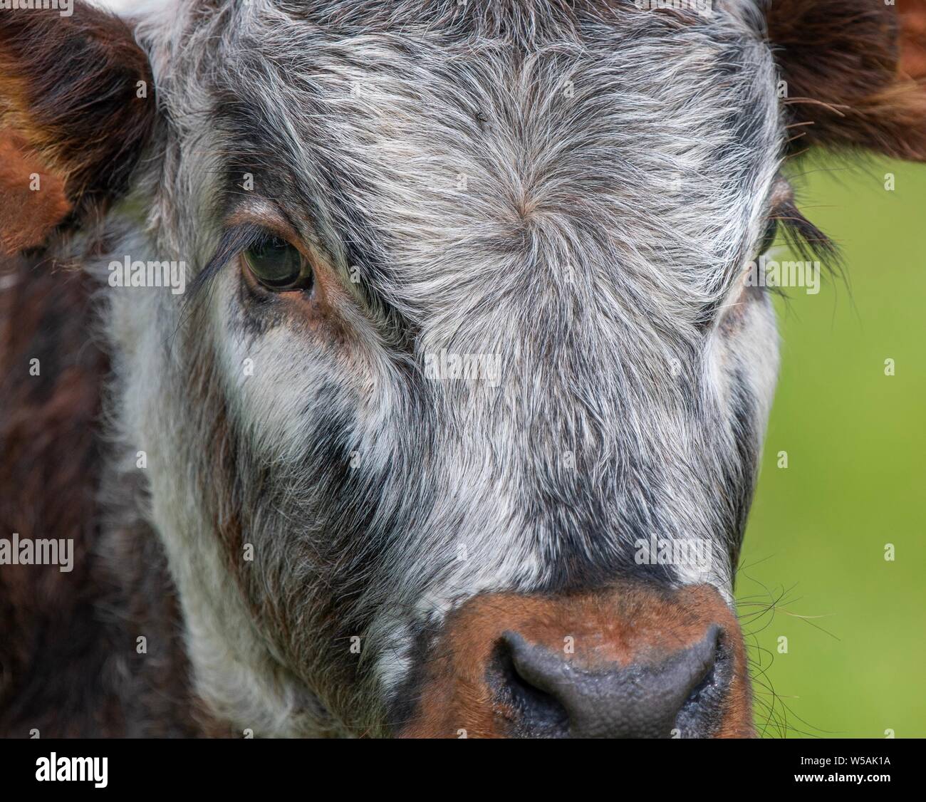 A close up photo of a Longhorn Cow Stock Photo - Alamy
