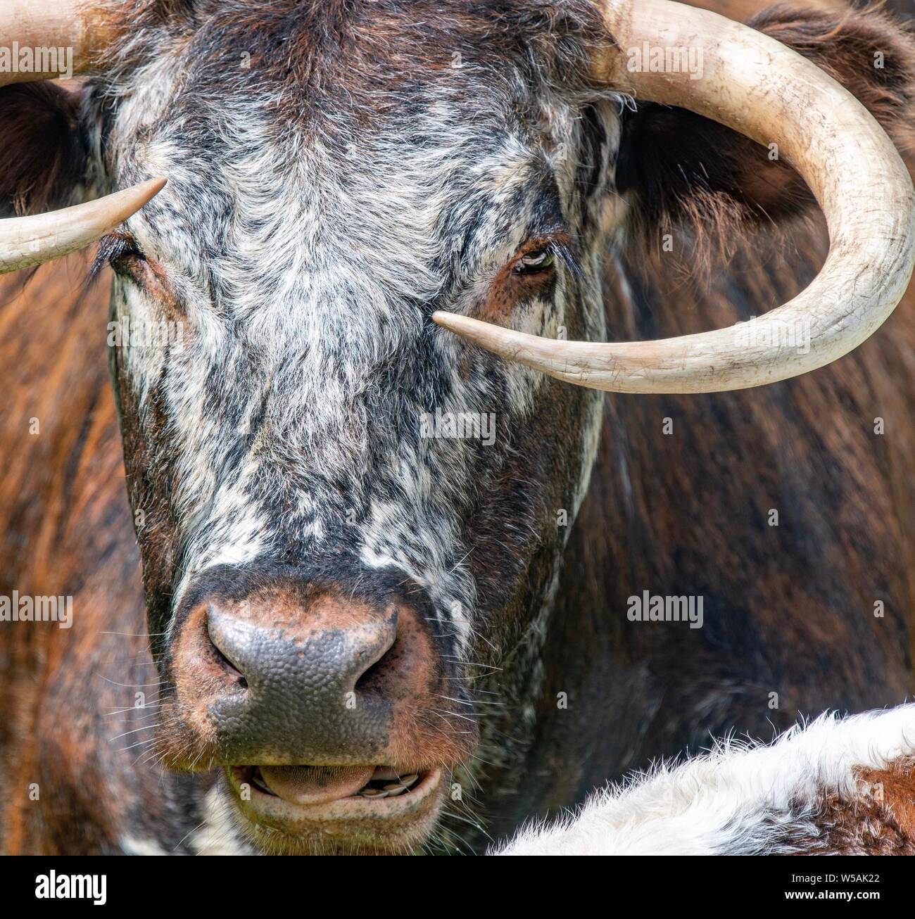 A close up photo of a Longhorn Cow Stock Photo - Alamy