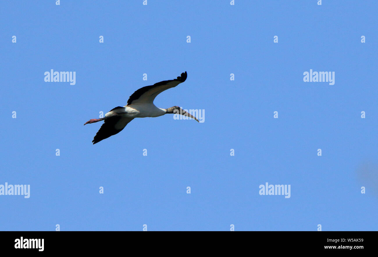 One wood stork flying Stock Photo - Alamy