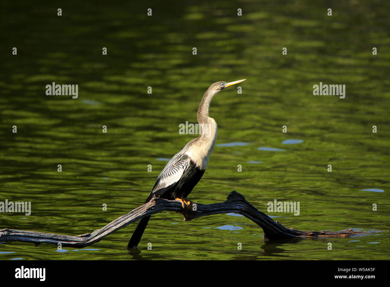 Anhinga feathers hi-res stock photography and images - Alamy