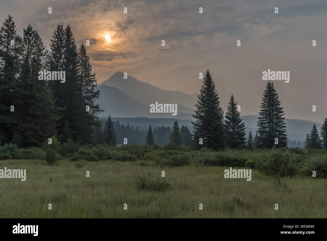 Dark smokey forest hi-res stock photography and images - Alamy