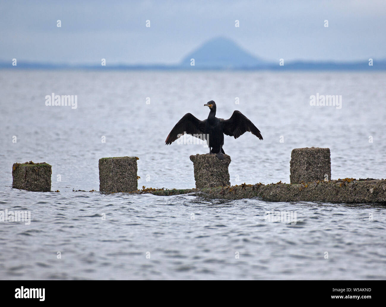 Portobello Beach, Edinburgh, Scotland, UK. 27th July, 2019. Shag ...