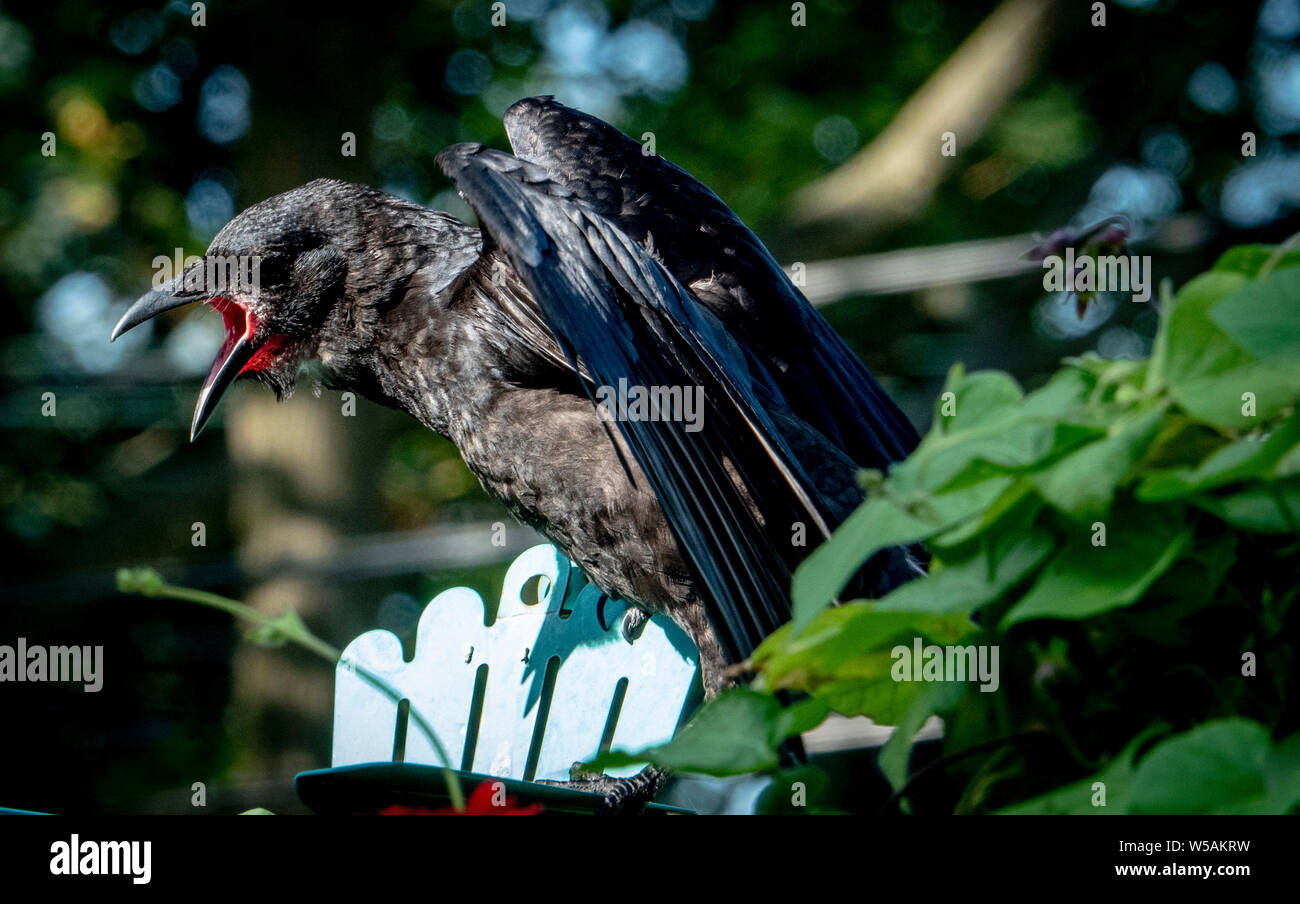 Loud shriek hi-res stock photography and images - Alamy