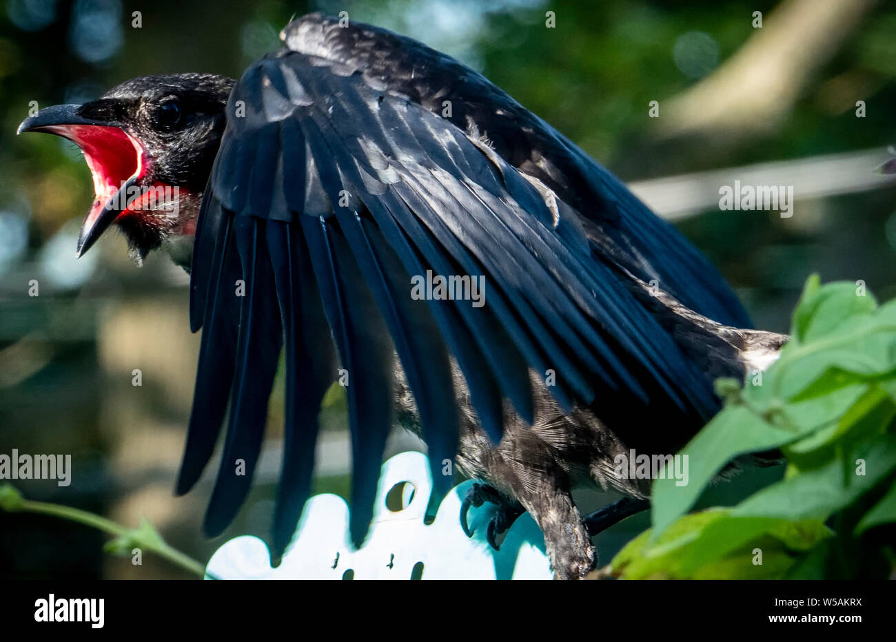 Shout out hi-res stock photography and images - Alamy