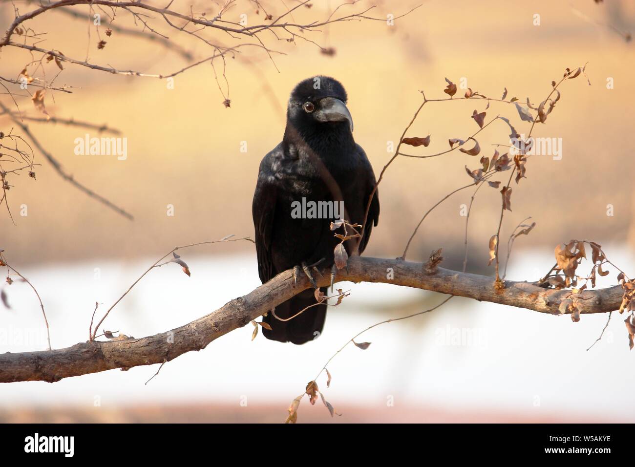 Indian Jungle Crow High Resolution Stock Photography and Images - Alamy