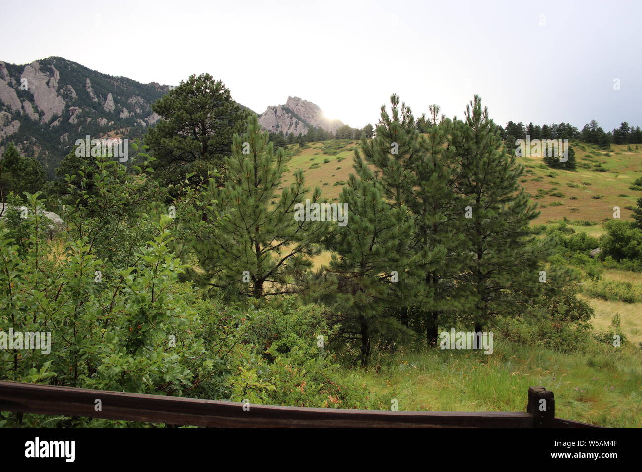 Mountains and Pine Trees Stock Photo - Alamy