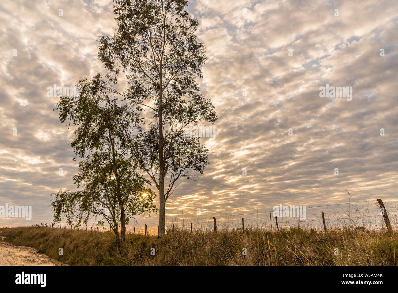 Tree of the Myrtáaceae family, Eucalyptus is native to Oceania. With ...